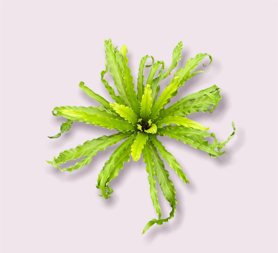 Osaka Birdnest Fern asplenium Nidus - Etsy