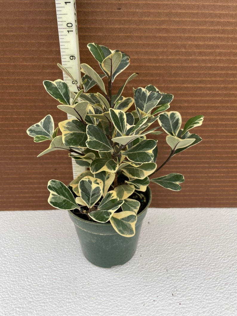 Ficus Triangularis Variegata Bare Root - Etsy