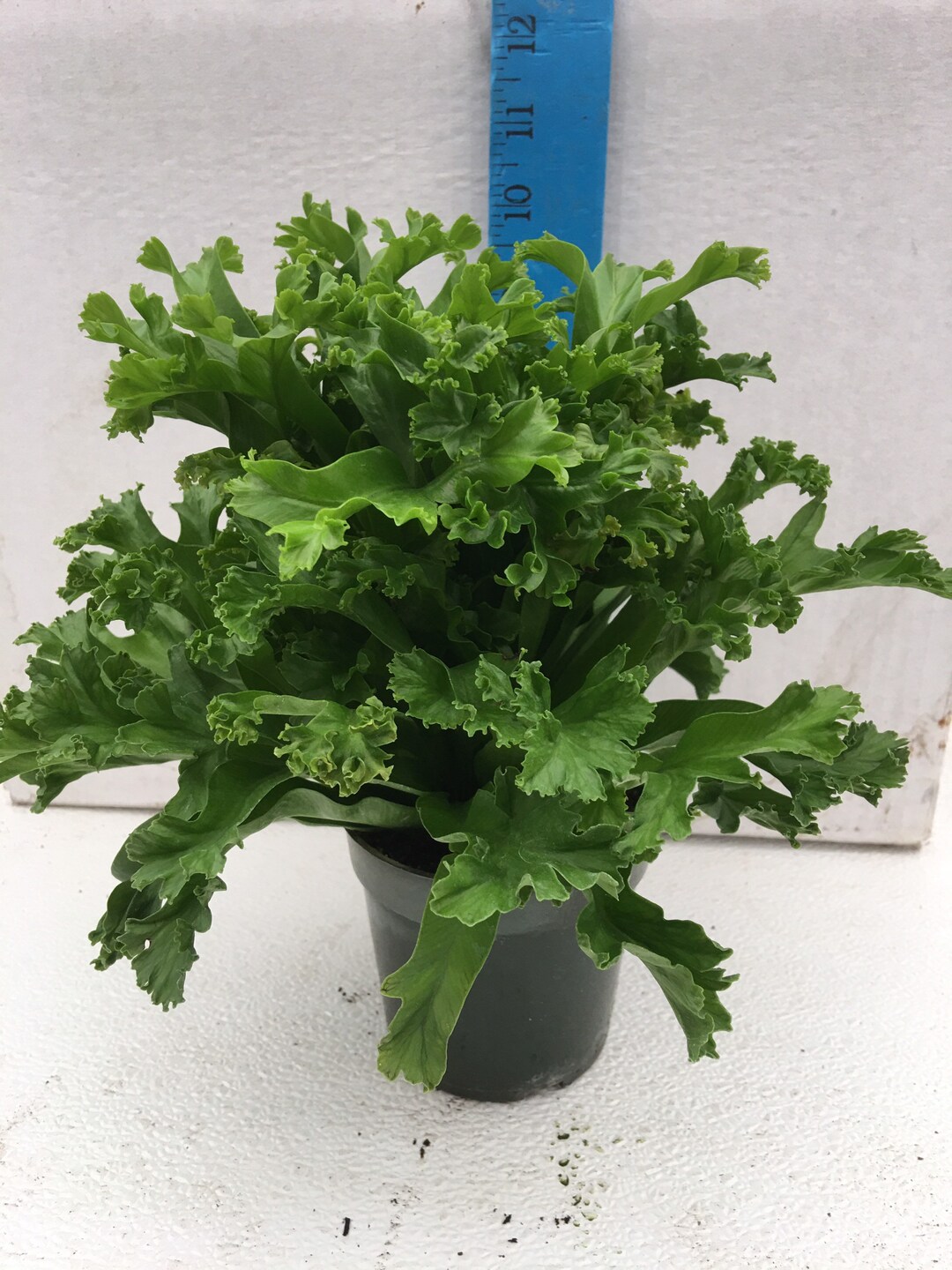 Bird’s Nest Fern ‘leslie’ 4”-8” - Etsy