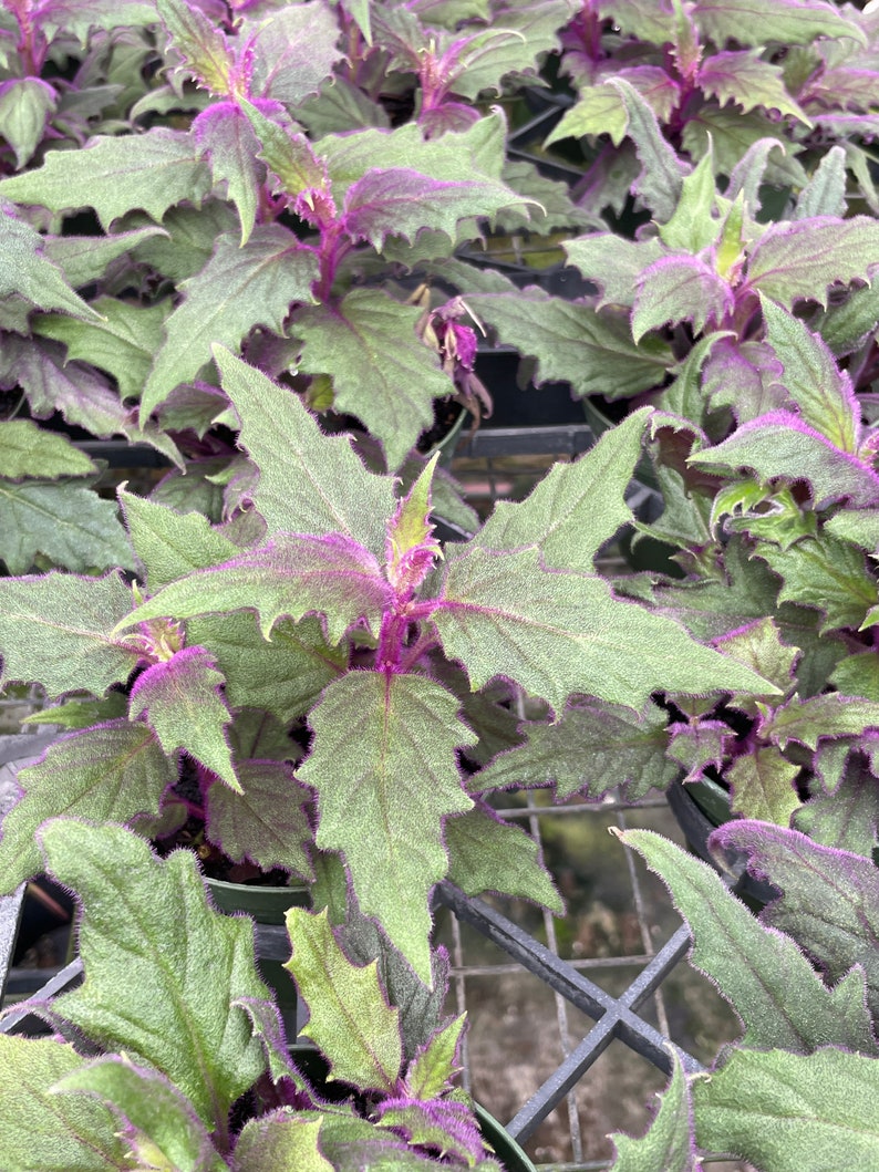 Purple Passion Aka Gynura Aurantiaca - Etsy