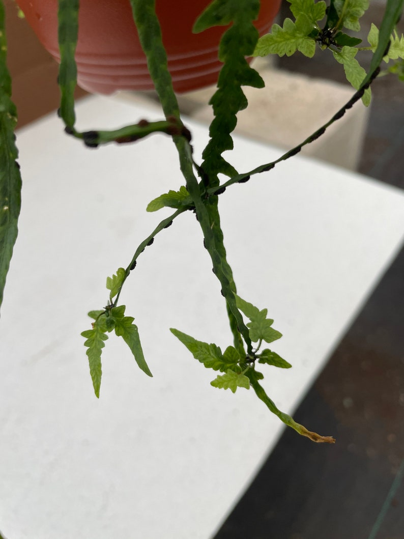 Dragon Tail Fern Asplenium Ebenoides | Etsy