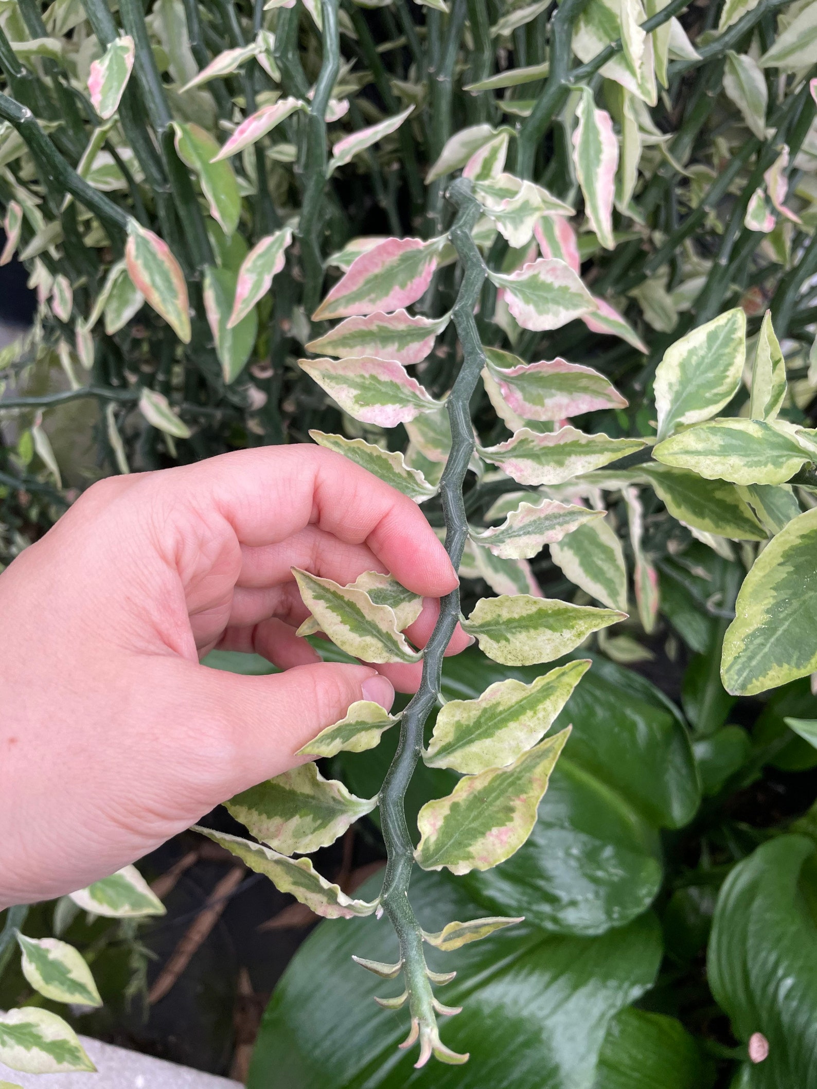 Devil’s Backbone Variegated Cuttings (3 Pc) - Etsy