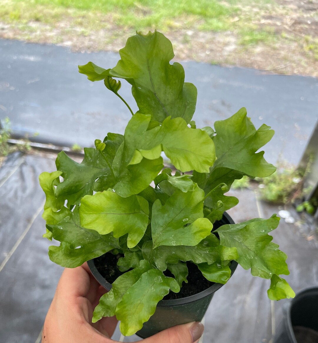 Phlebosia ‘nicholas Diamond’ Fern 4” Pot - Etsy