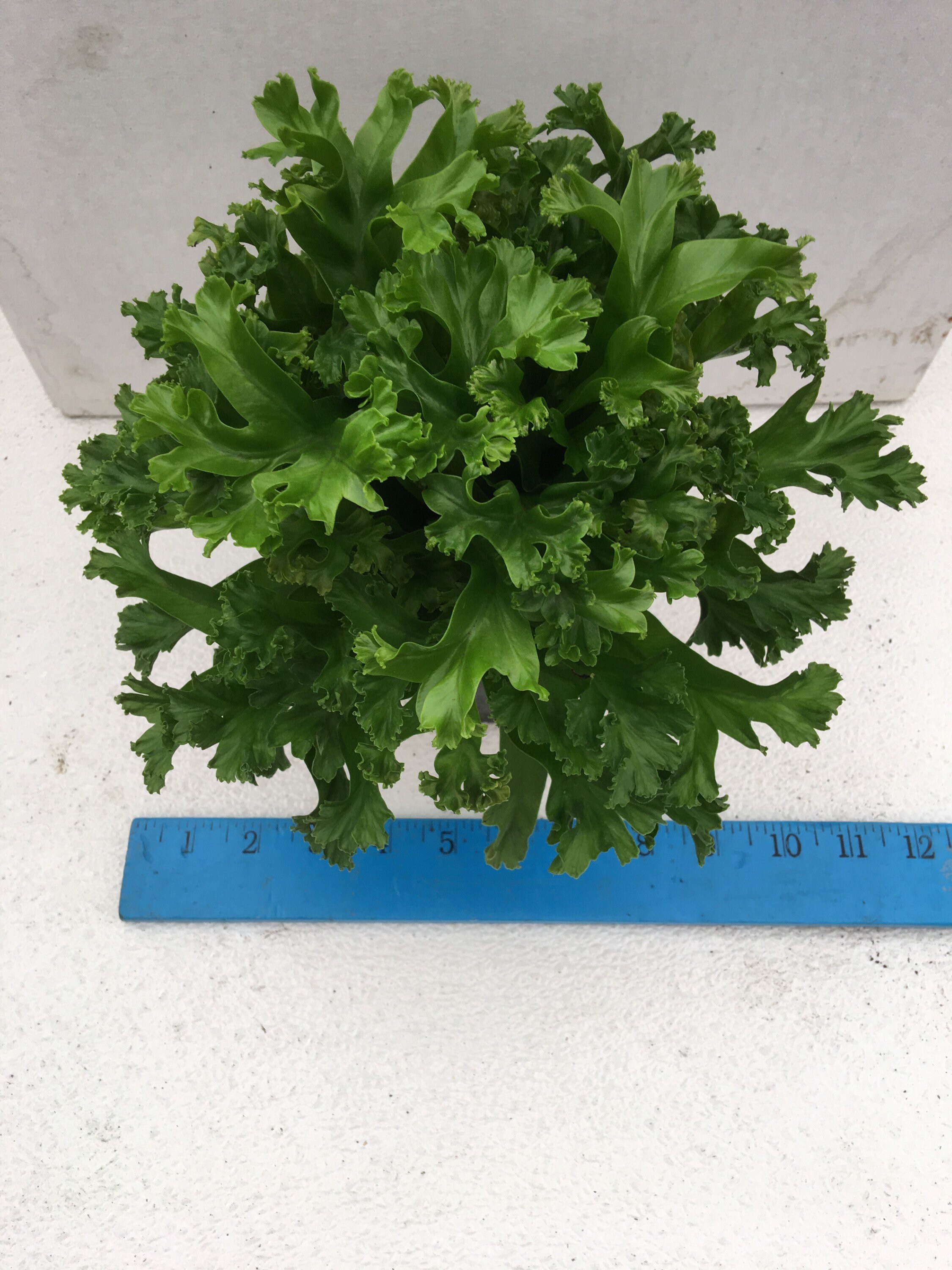 Birds Nest Fern leslie 48 - Etsy