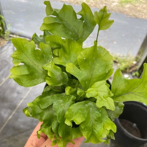 Phlebosia ‘nicholas Diamond’ Fern 4” Pot - Etsy