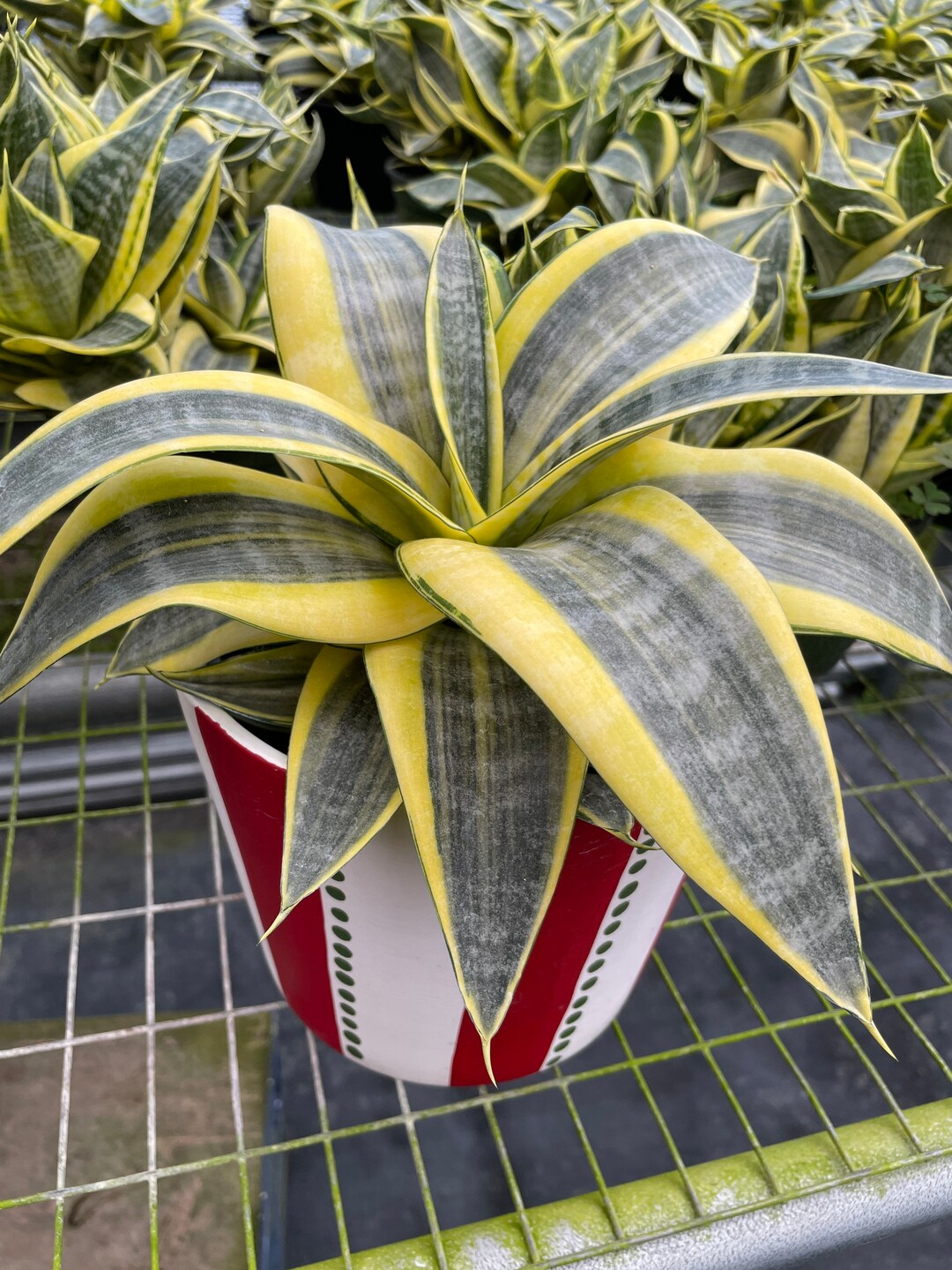 Sansevieria Trifasciata ‘golden Hahnii’ Bird Nest Snake Plant - Etsy