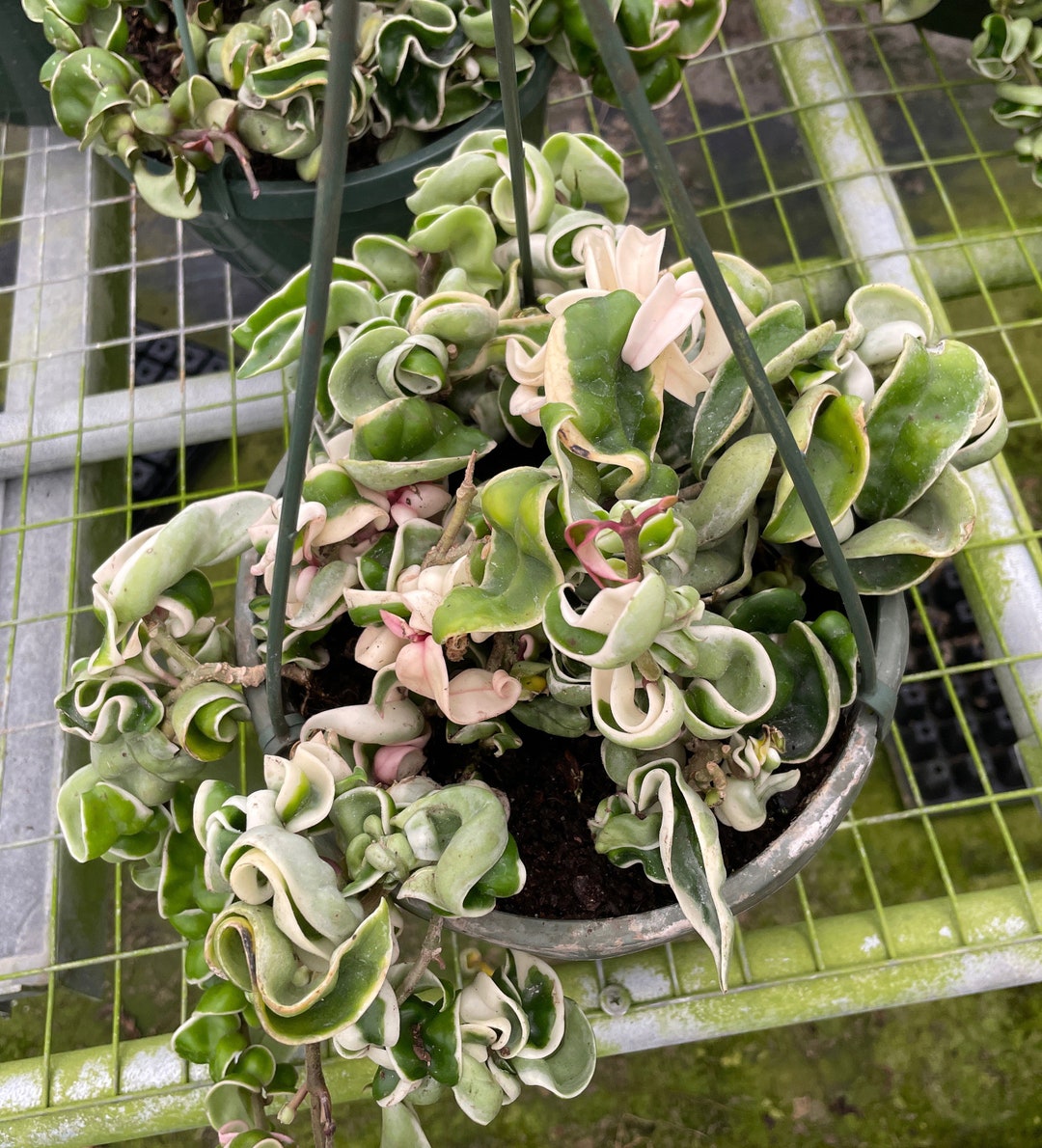 8 Hoya Carnosa Compacta Variegata variegated Hindu Rope - Etsy