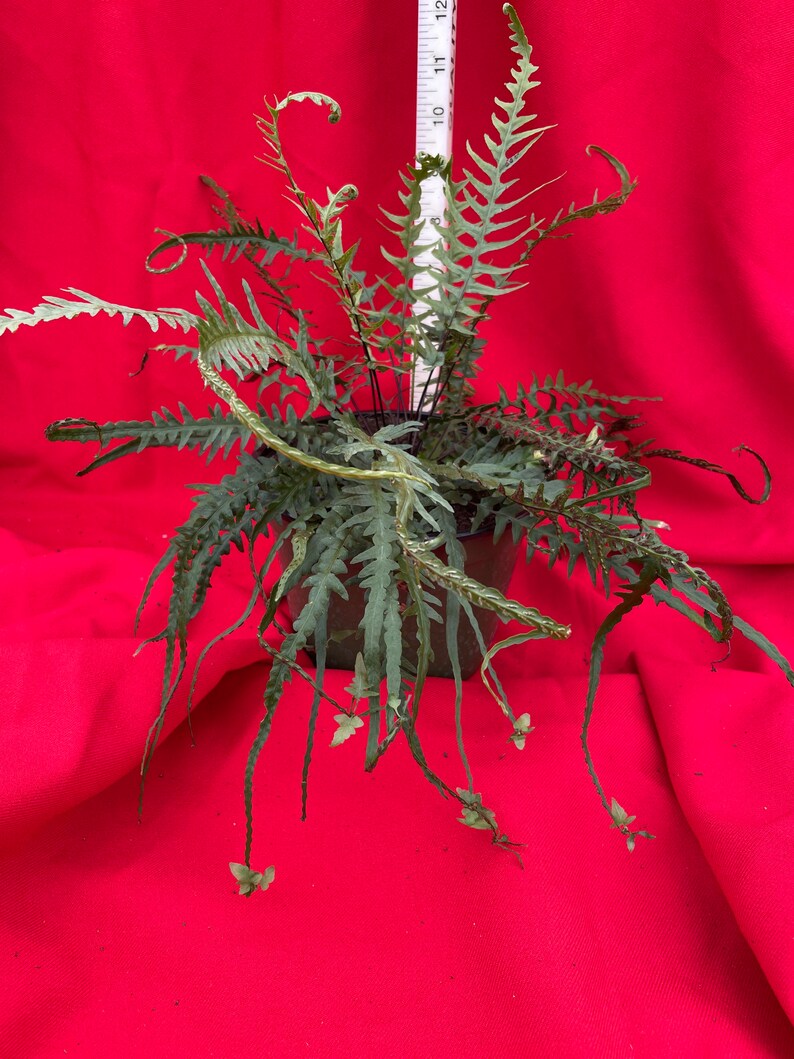 Dragon Tail Fern Asplenium Ebenoides | Etsy