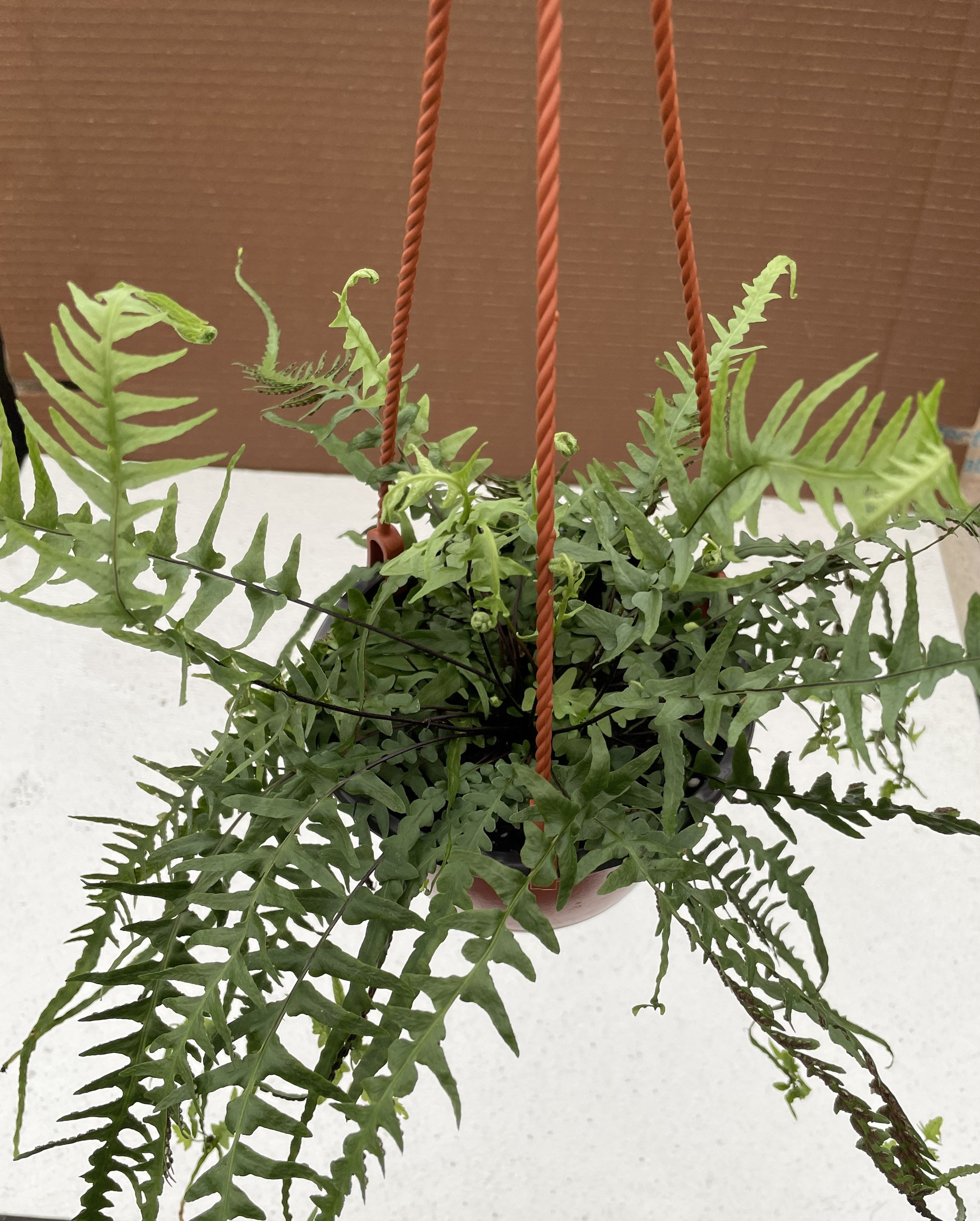 Dragon Tail Fern Asplenium Ebenoides | Etsy