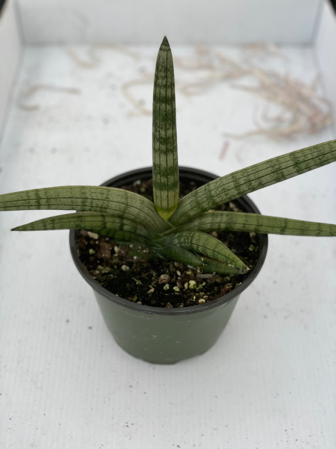 Sansevieria ‘boncellensis’ Starfish 6” - Etsy