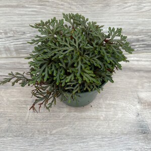 Selaginella Kraussiana “club Moss” Neon, Gold Tip, Ruby Red, Green Moss ...