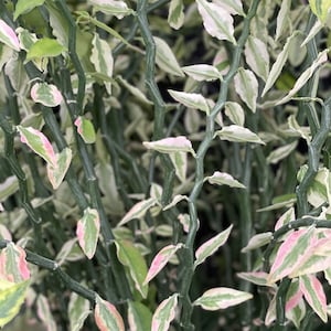 Devils Backbone Variegated Cuttings 3 Pc | Etsy