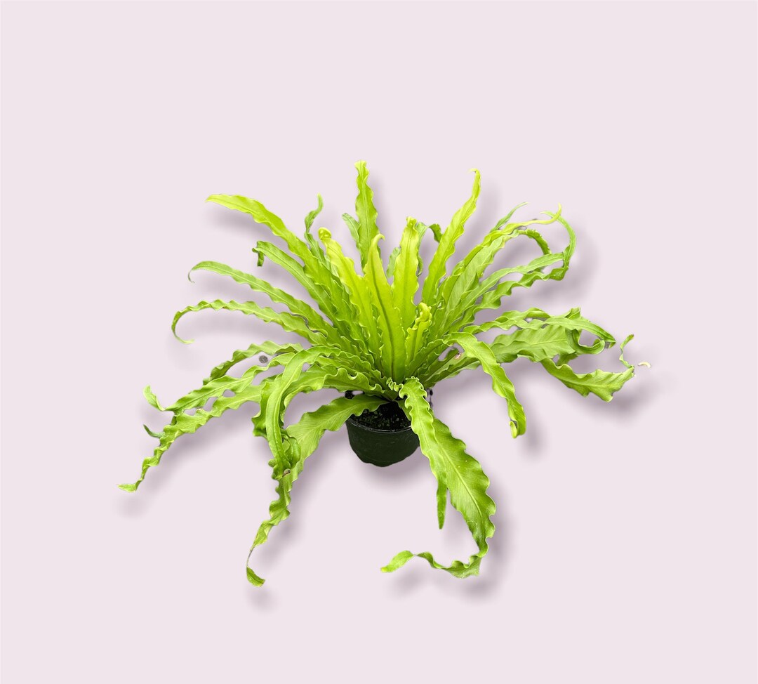 Osaka Birdnest Fern ‘asplenium Nidus’ - Etsy