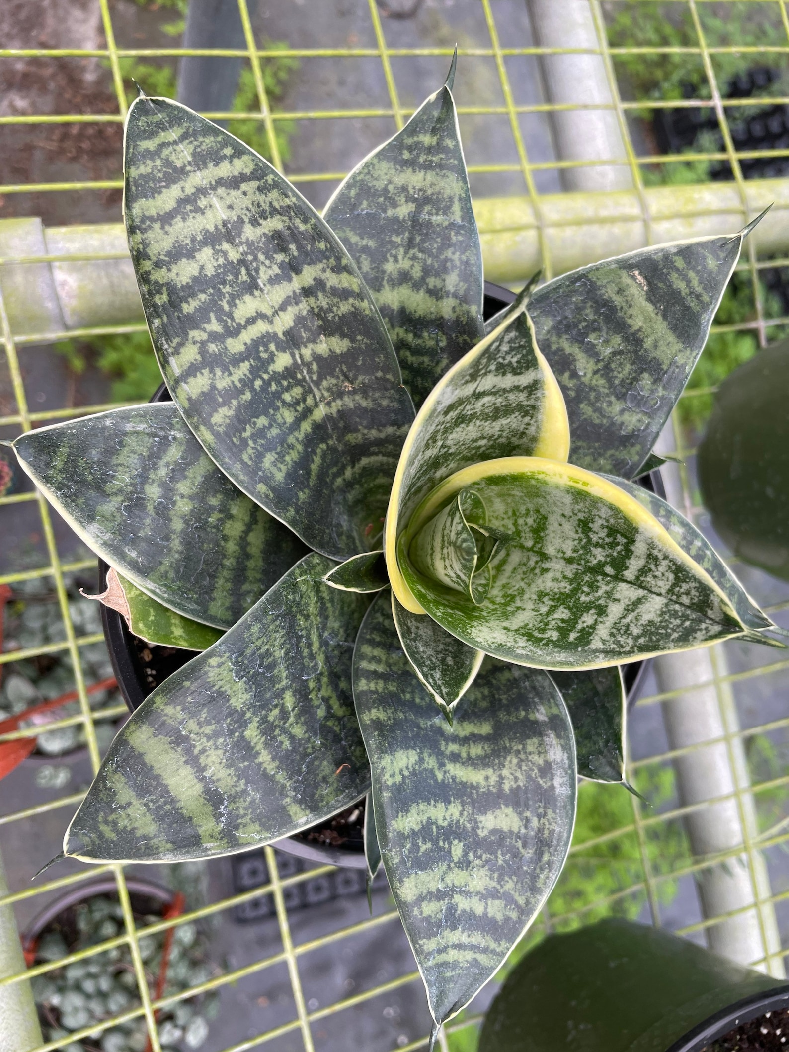 Sansevieria trifasciata Golden Hahnii and regular bird nest | Etsy