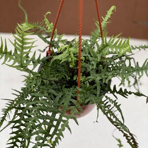 Dragon Tail Fern Asplenium Ebenoides - Etsy