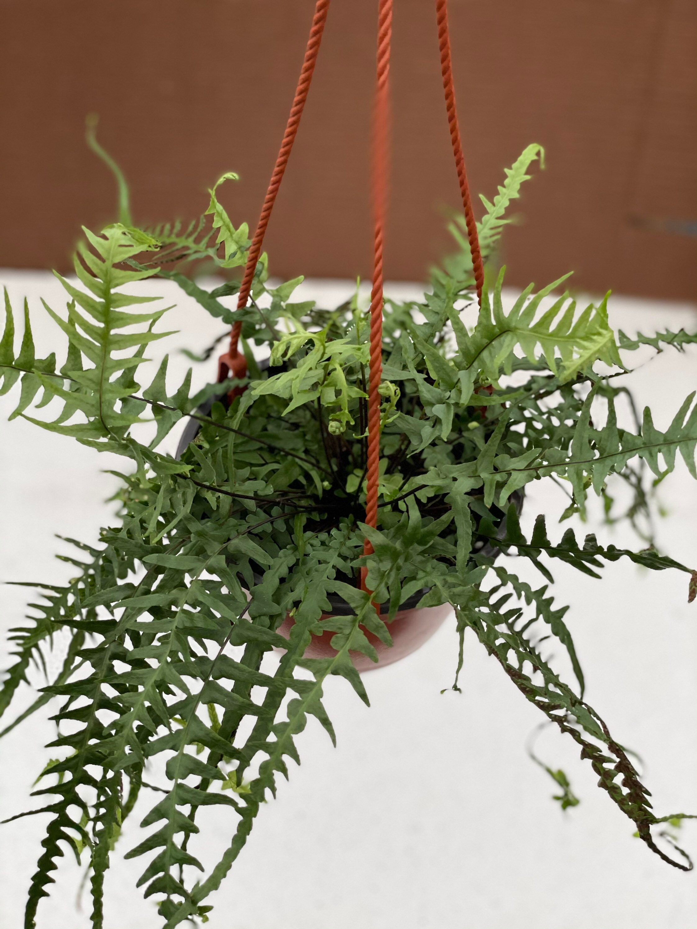 Dragon Tail Fern Asplenium Ebenoides | Etsy