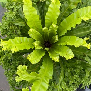Bird’s Nest Fern ‘leslie’ 4”-8” - Etsy