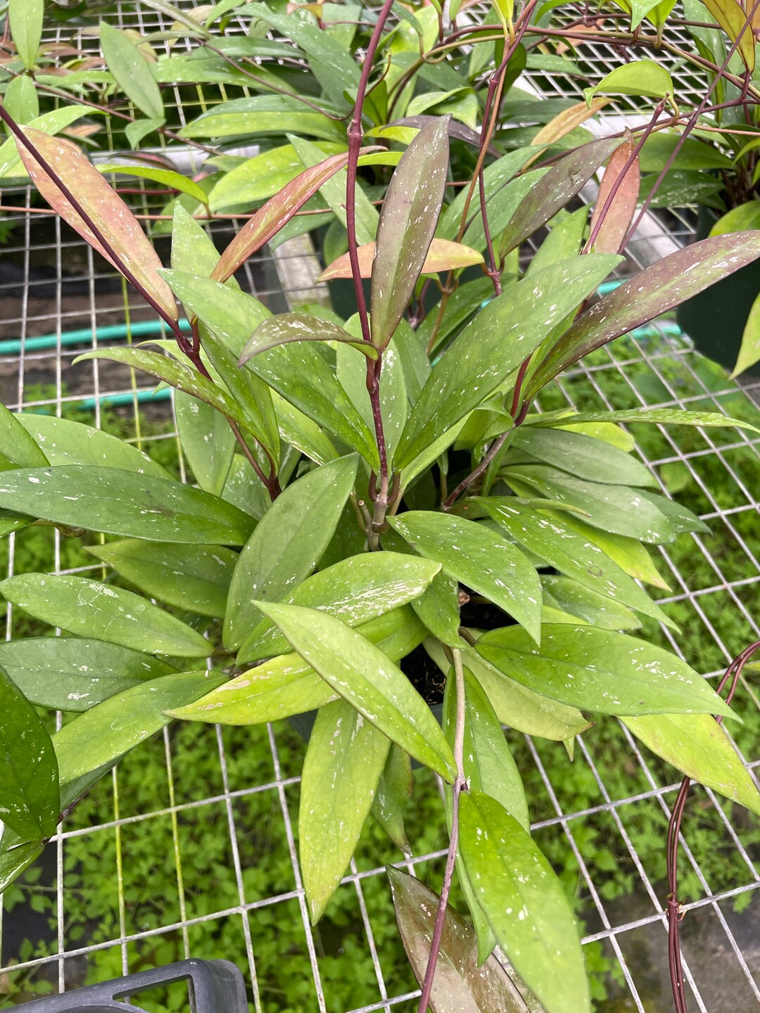 Hoya Pubicalyx Splash - Etsy