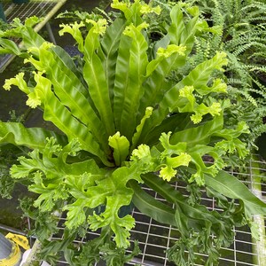 Bird’s Nest Fern ‘leslie’ 4”-8” - Etsy