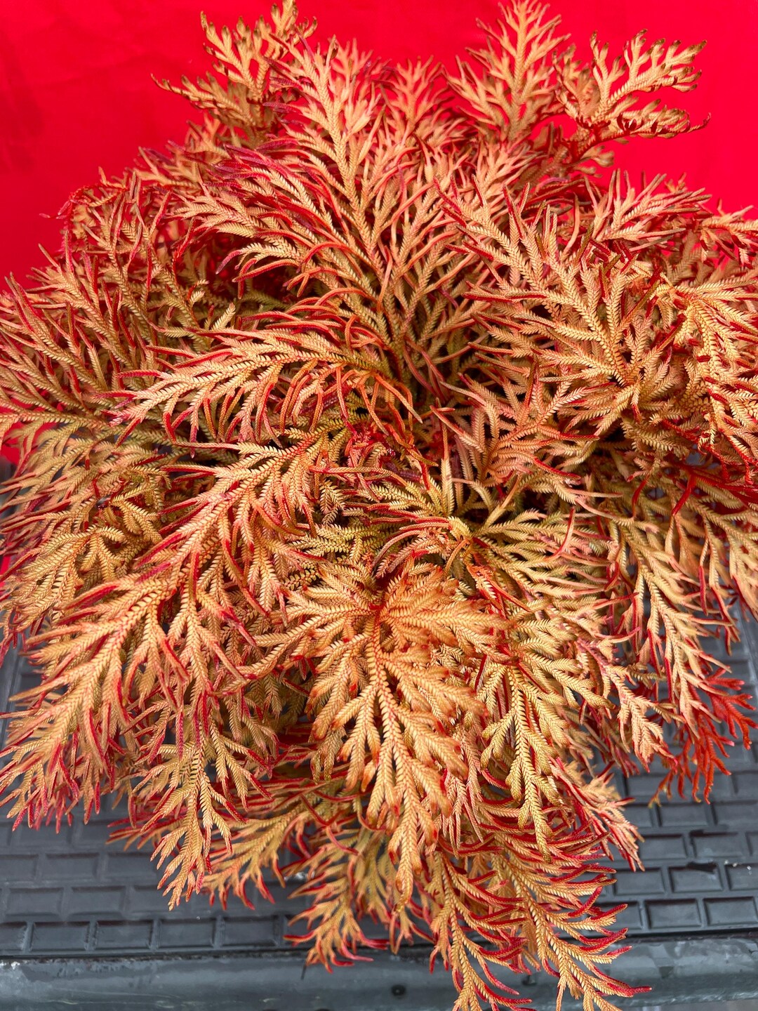 Selaginella Kraussiana “club Moss” Neon, Gold Tip, Ruby Red, Green Moss ...