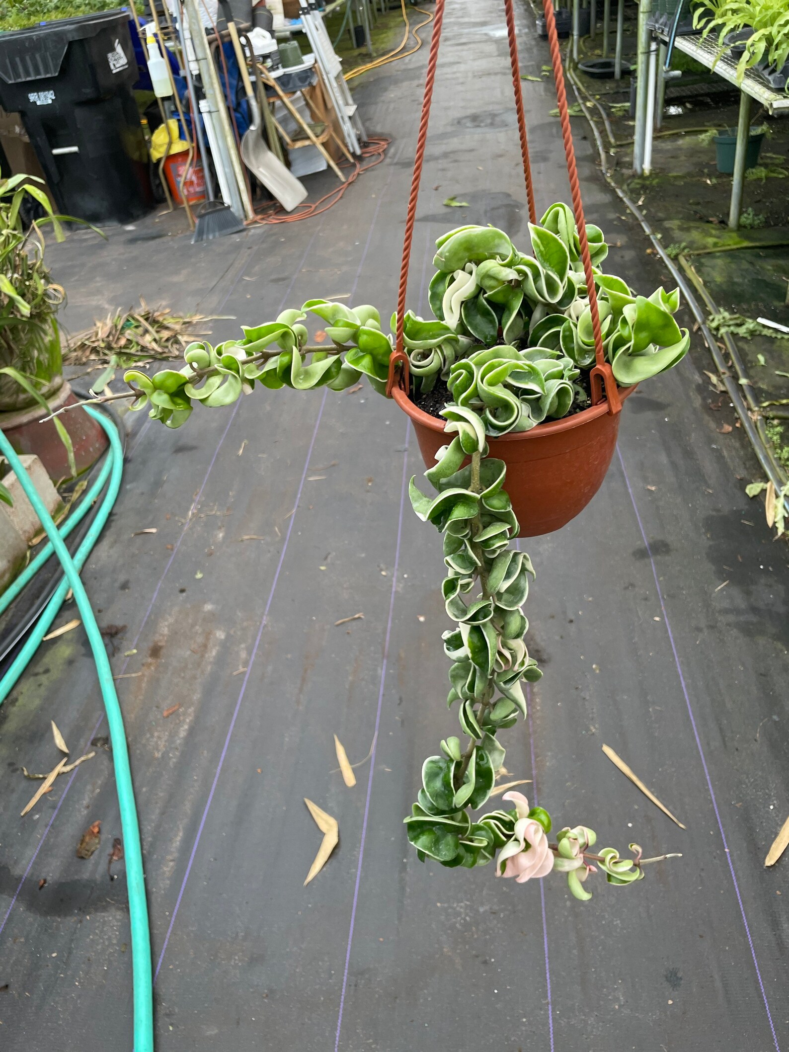 Hoya Carnosa Compacta Aka Hindu Rope Variegated and Non - Etsy