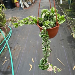 Hoya Carnosa Compacta: Variegated Hindu Rope Plant - Etsy