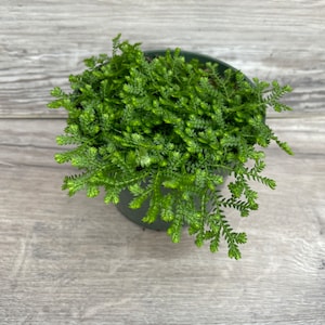 Selaginella Kraussiana “club Moss” Neon, Gold Tip, Ruby Red, Green Moss ...