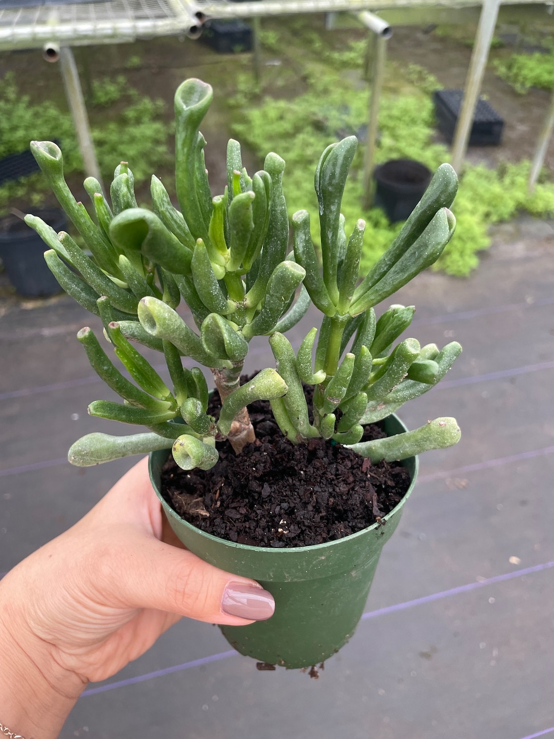 Gollum Jade Aka Baby Fingers Succulent - Etsy