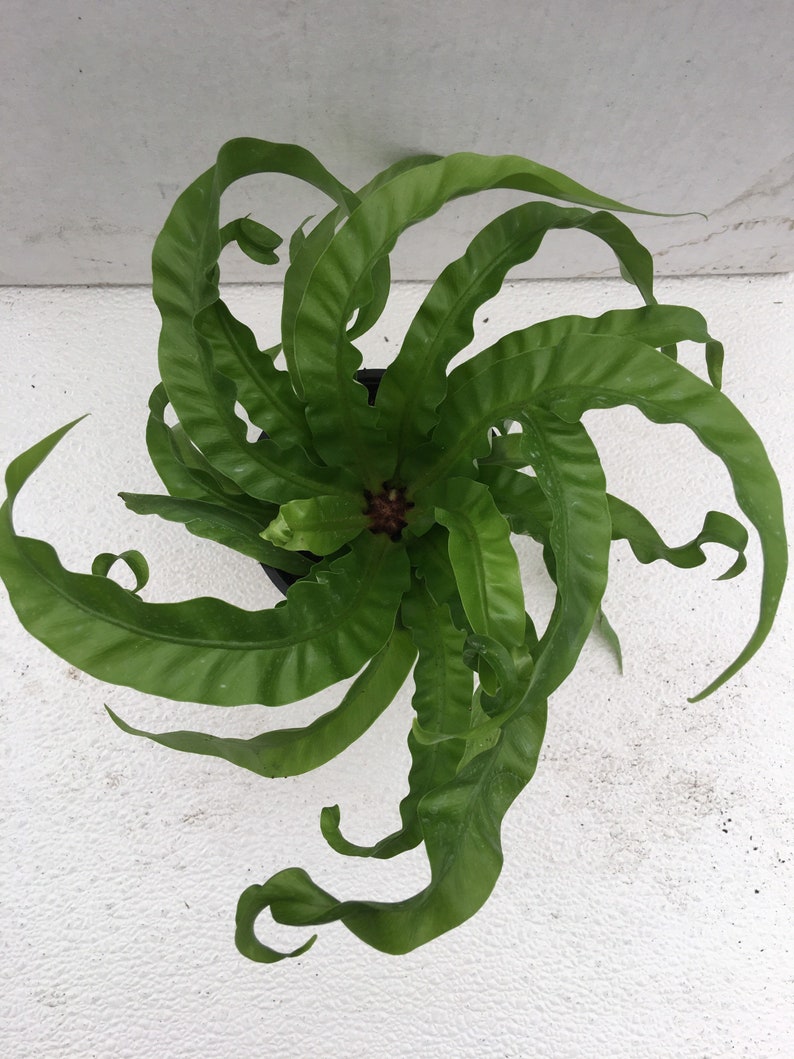 Hurricane Birds Nest Fern Asplenium Antiquum - Etsy