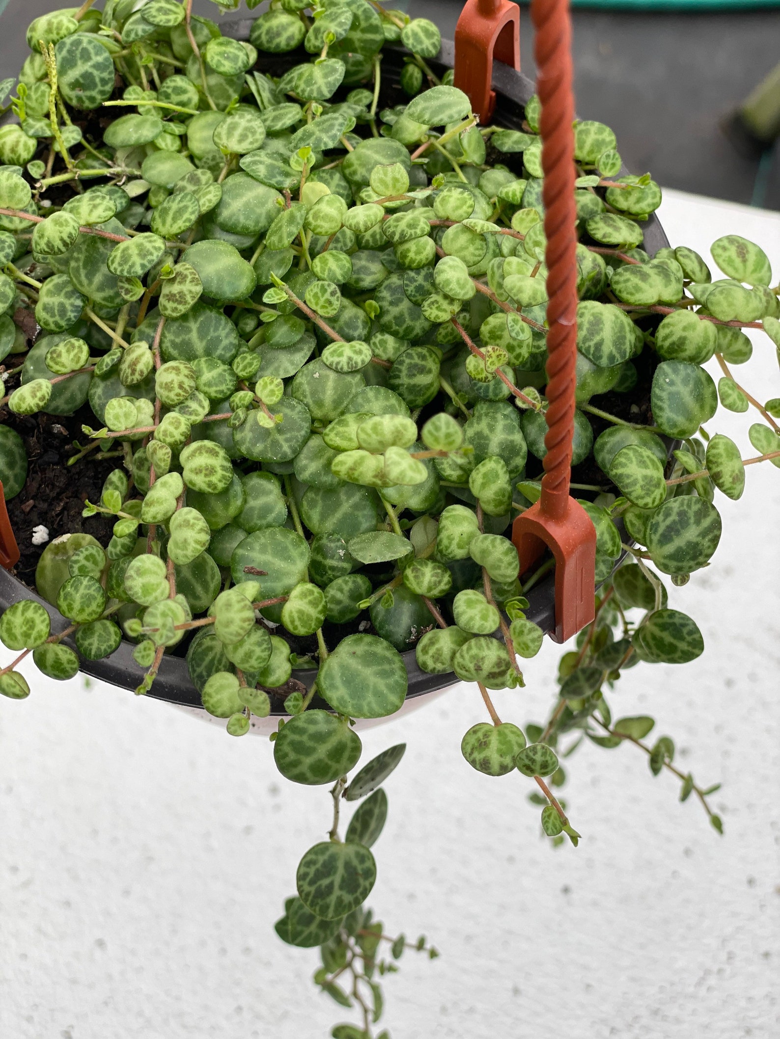 Peperomia Prostrata string of Turtles RARE Collectors | Etsy