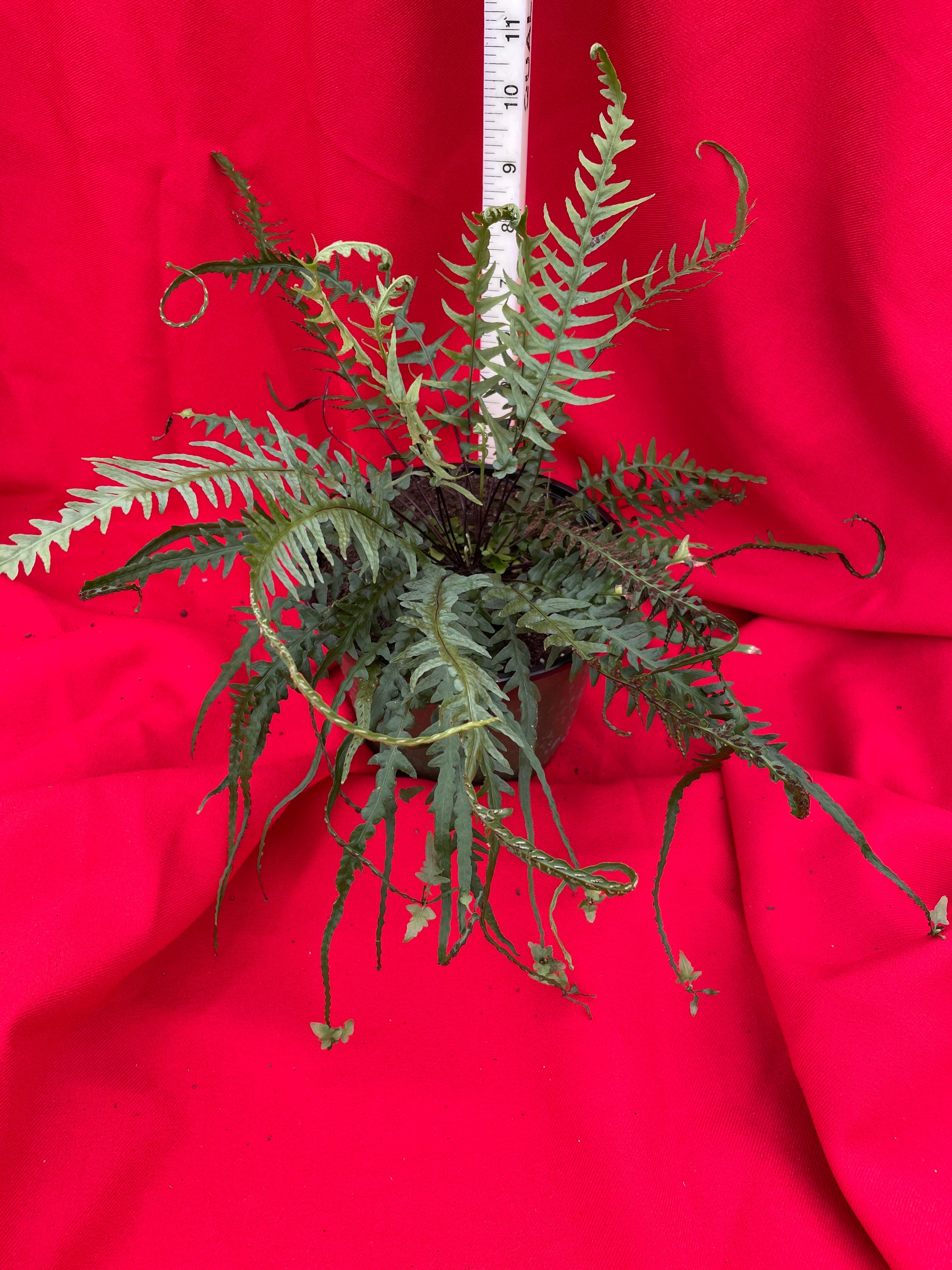 Dragon Tail Fern Asplenium Ebenoides | Etsy