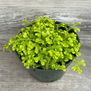 Selaginella Kraussiana “club Moss” Neon, Gold Tip, Ruby Red, Green Moss ...