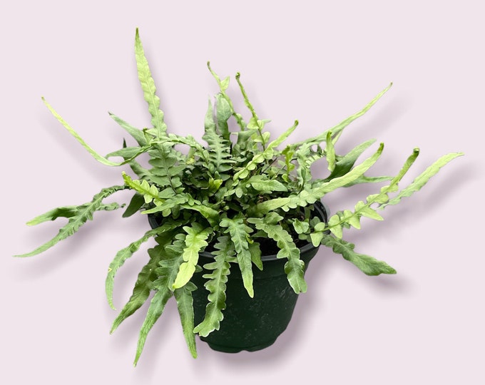 Dragon Tail Fern Asplenium Ebenoides - Etsy