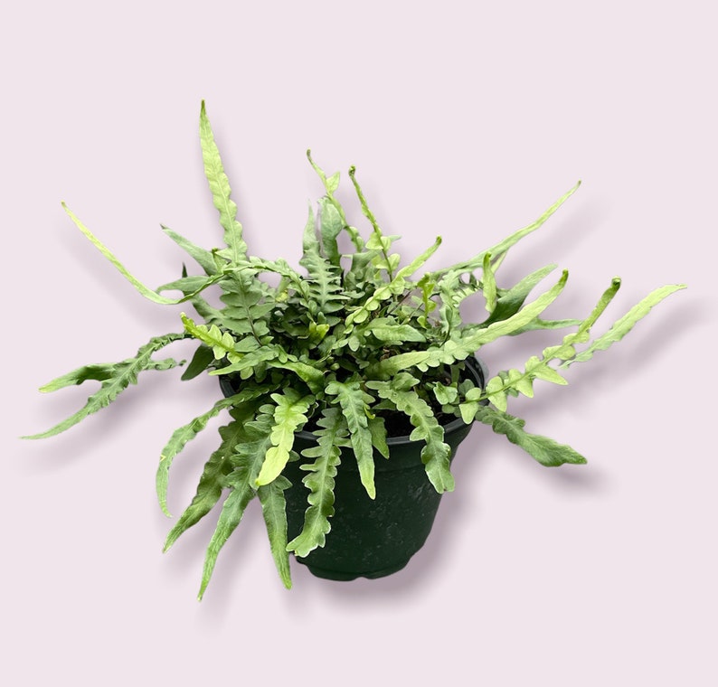 Dragon Tail Fern Asplenium Ebenoides - Etsy
