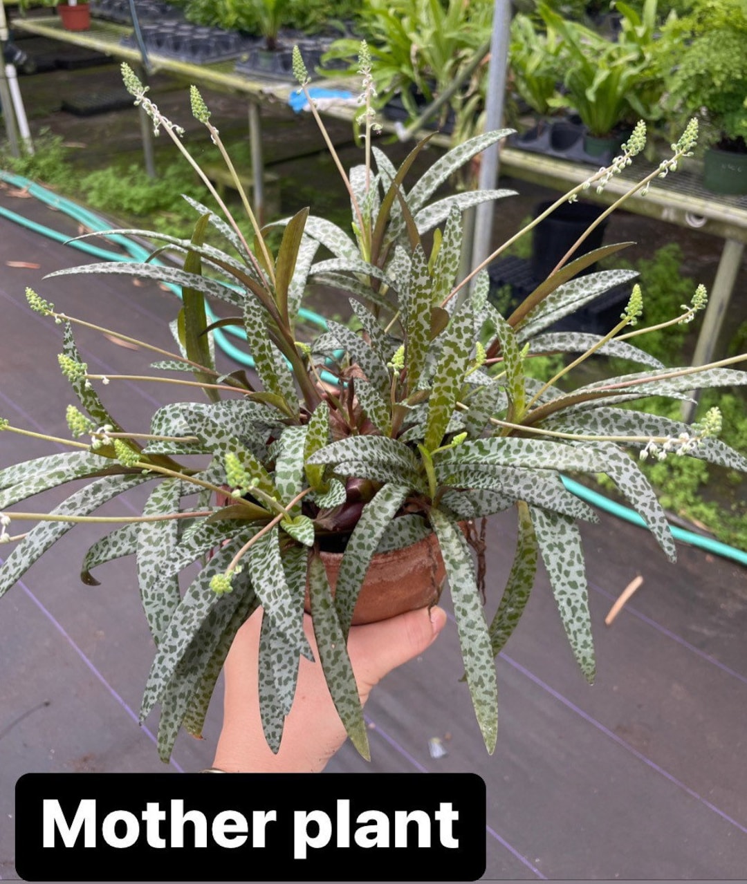 Ledebouria Socialis ‘leopard Plant’ 4” - Etsy