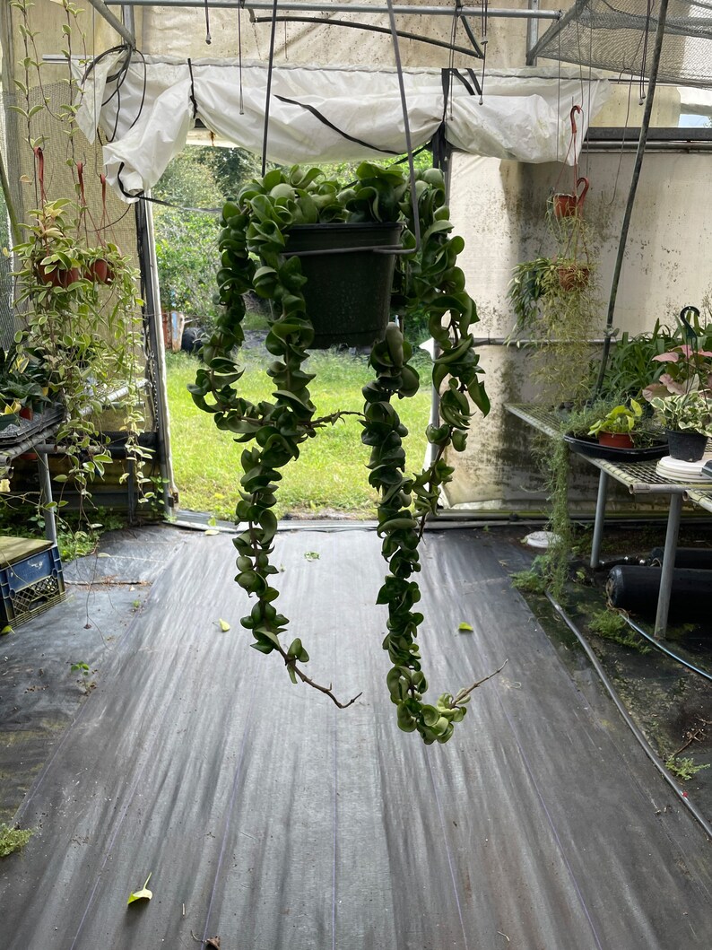 Hoya Carnosa Compacta Aka Hindu Rope Variegated and Non - Etsy
