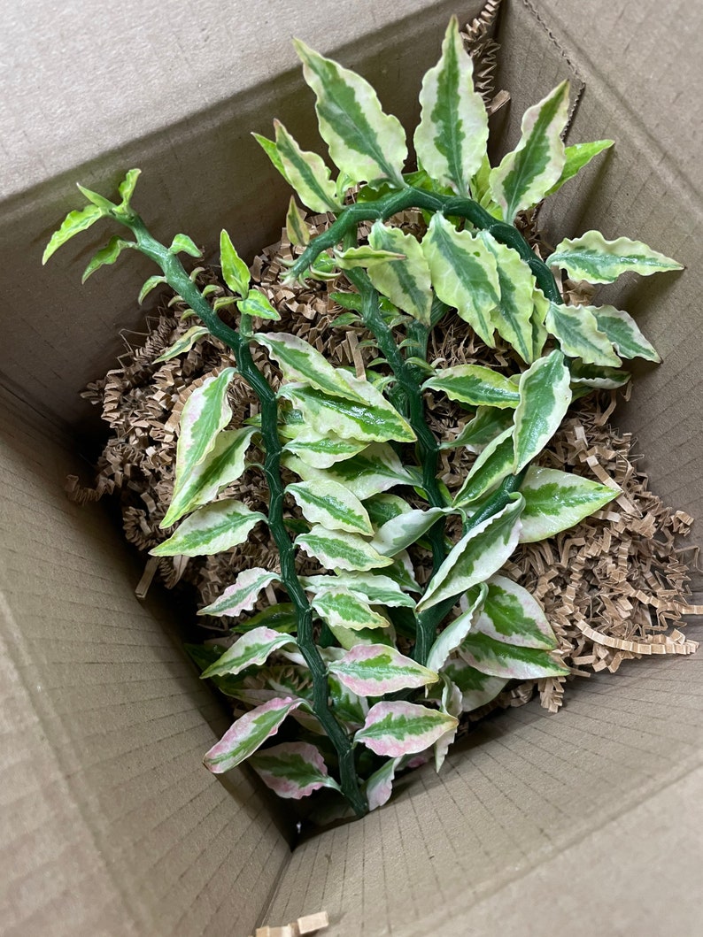 Devil’s Backbone Variegated Cuttings (3 Pc) - Etsy