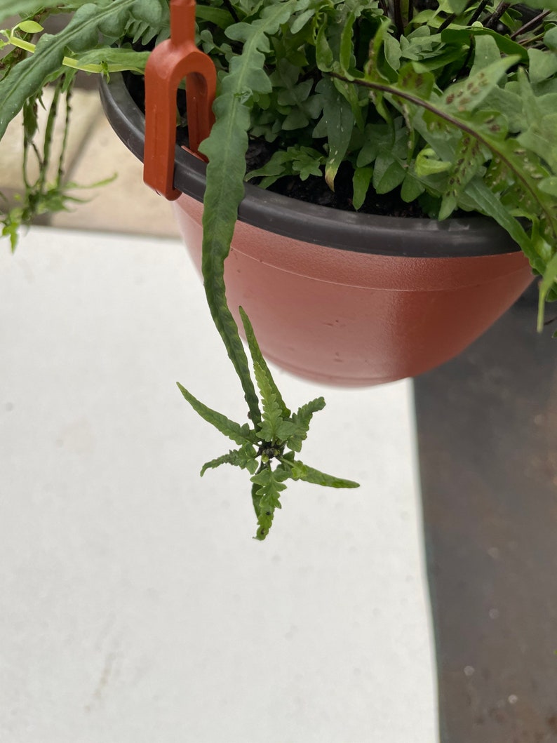 Dragon Tail Fern Asplenium Ebenoides | Etsy