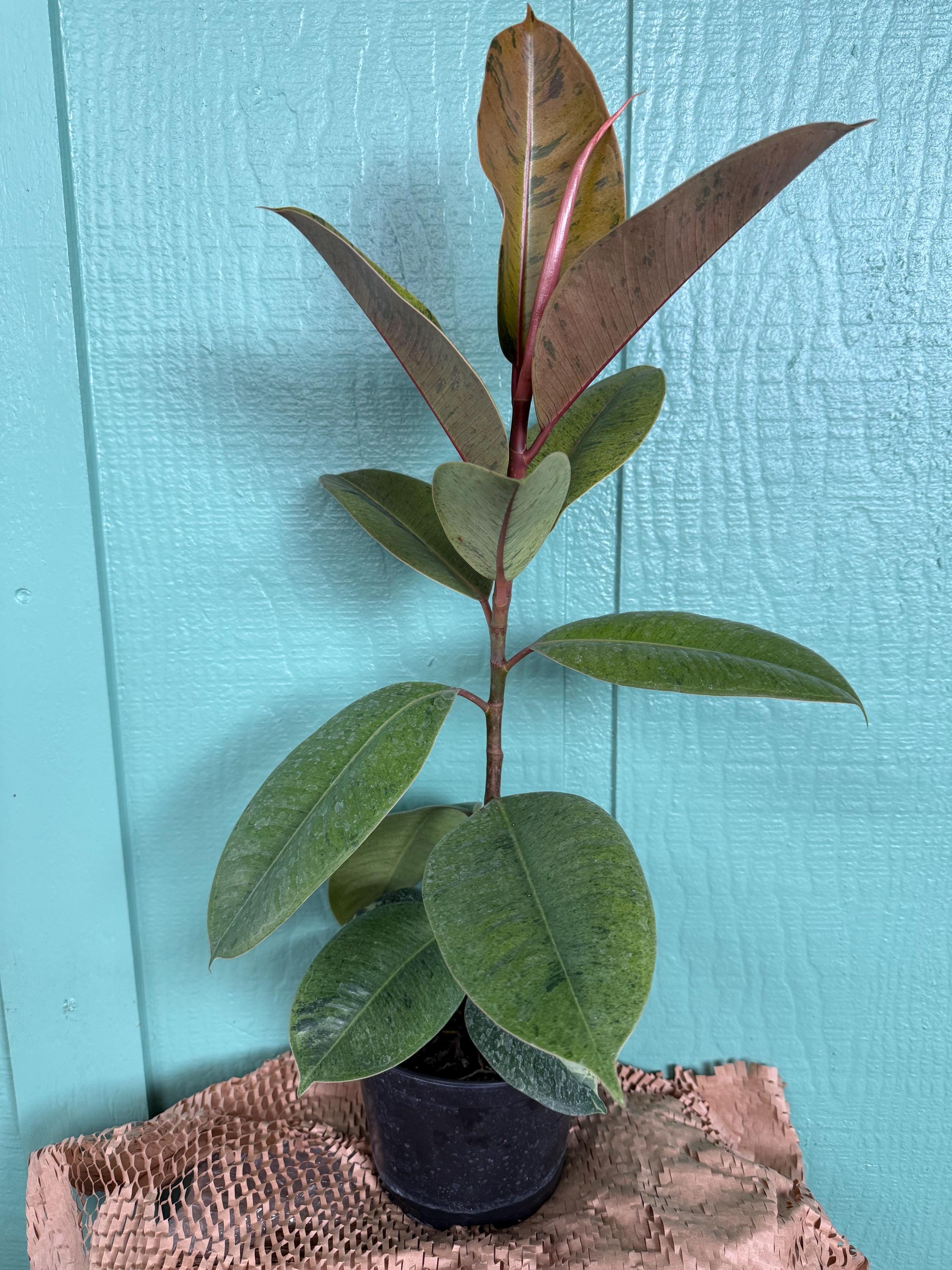 Ficus Shivereana Moonshine 8” Bare Root - Etsy