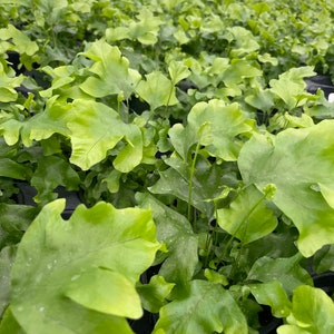 Phlebosia ‘nicholas Diamond’ Fern 4” Pot - Etsy