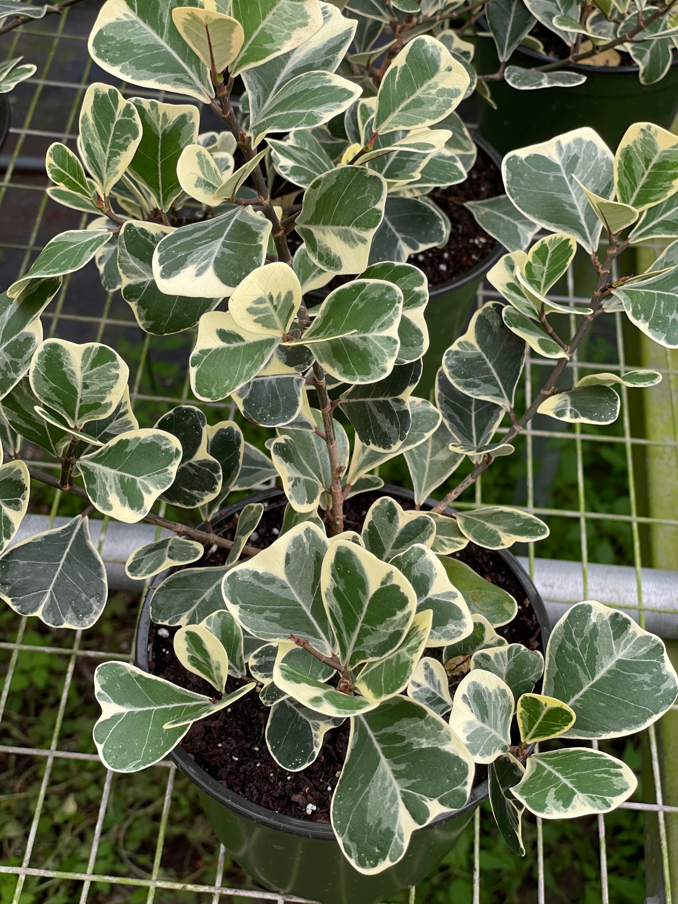 Ficus Triangularis Variegata Bare Root - Etsy Singapore