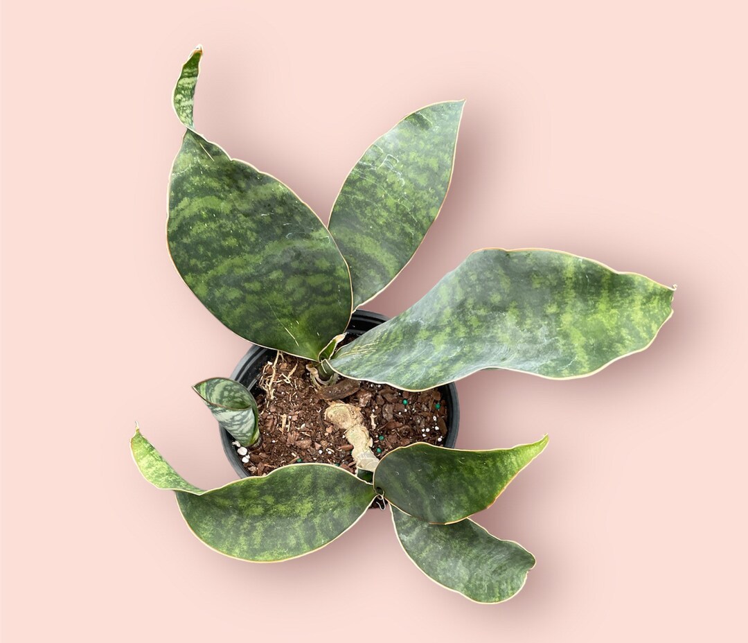 Whale Fin Snake Plant sansevieria Masoniana Multi-leaf Cluster - Etsy