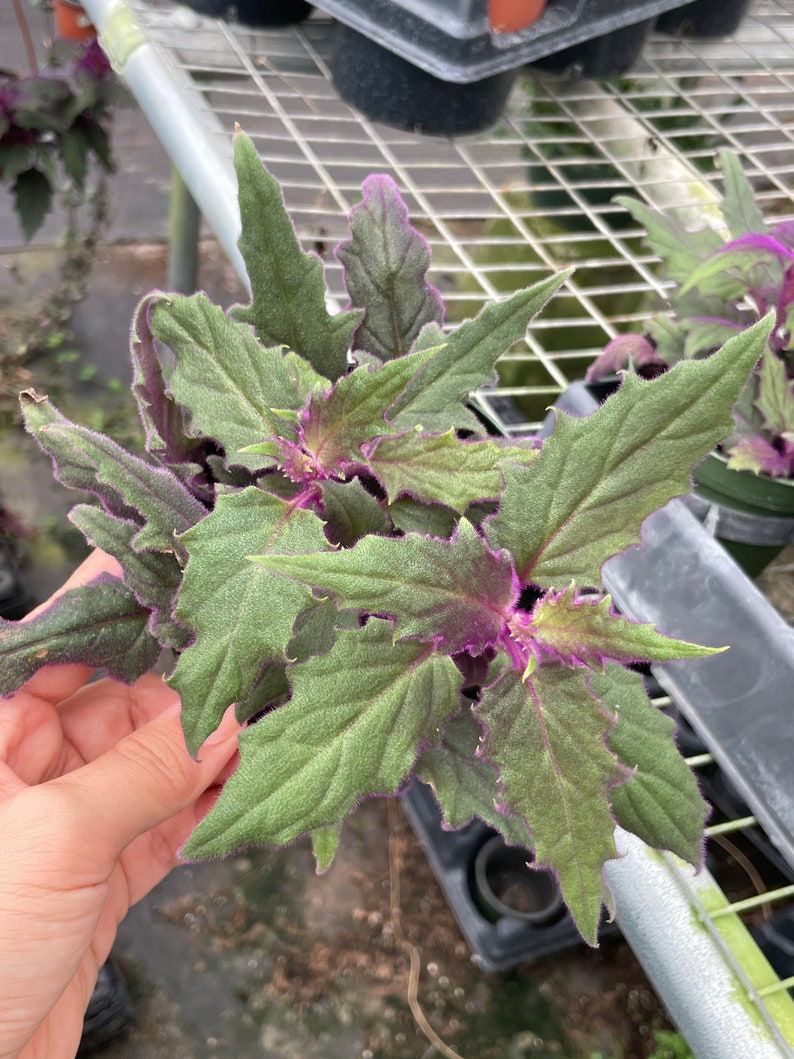 Purple Passion Aka Gynura Aurantiaca - Etsy