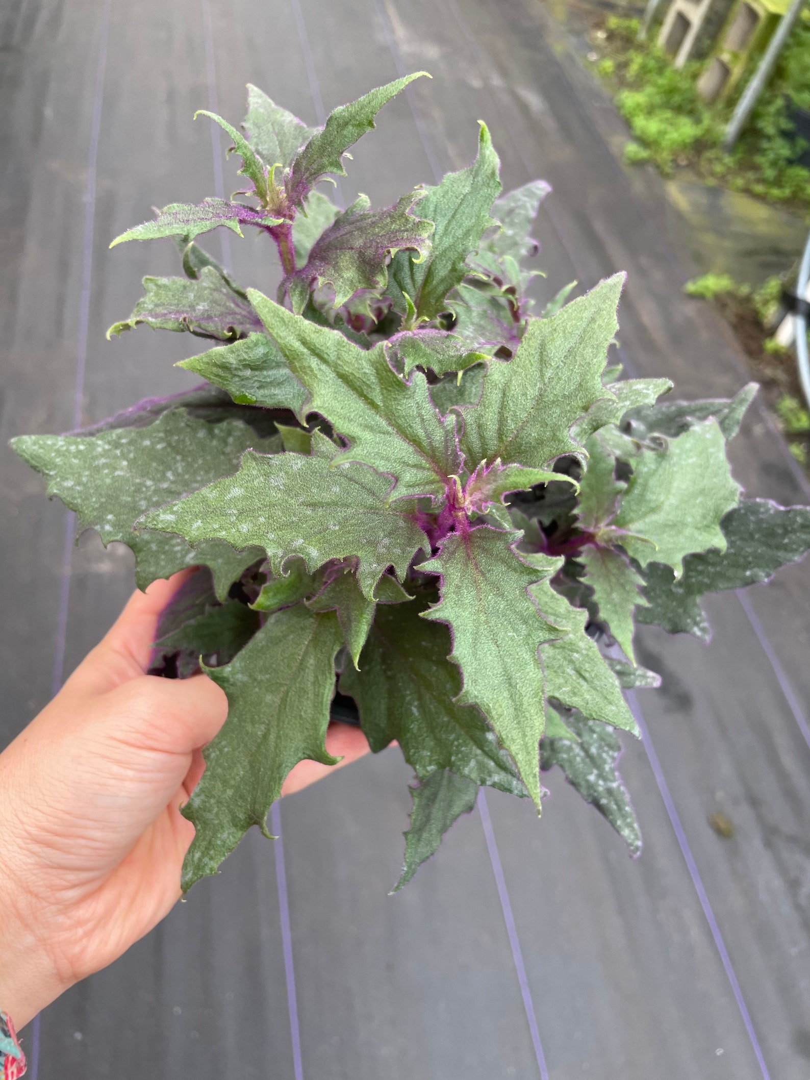 Purple Passion Aka Gynura Aurantiaca - Etsy