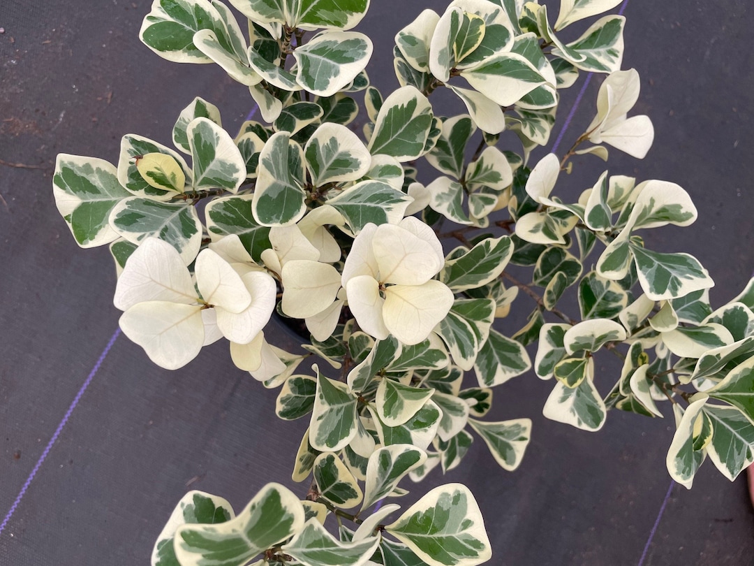 Ficus Triangularis Variegata Bare Root - Etsy