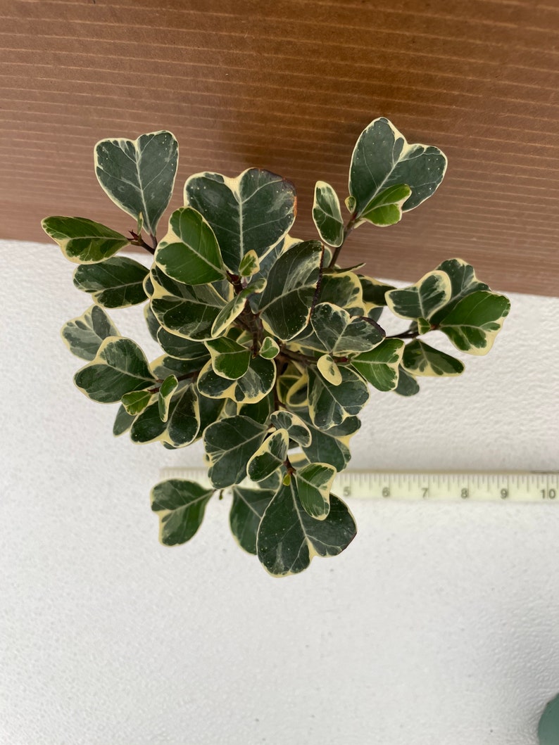 Ficus Triangularis Variegata Bare Root - Etsy