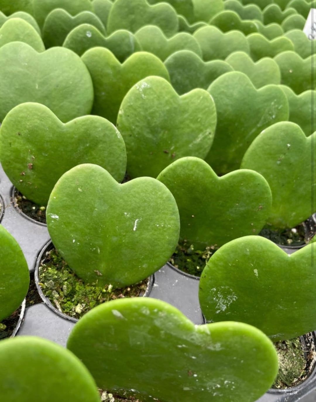 Hoya Kerrii Variegated and More - Etsy