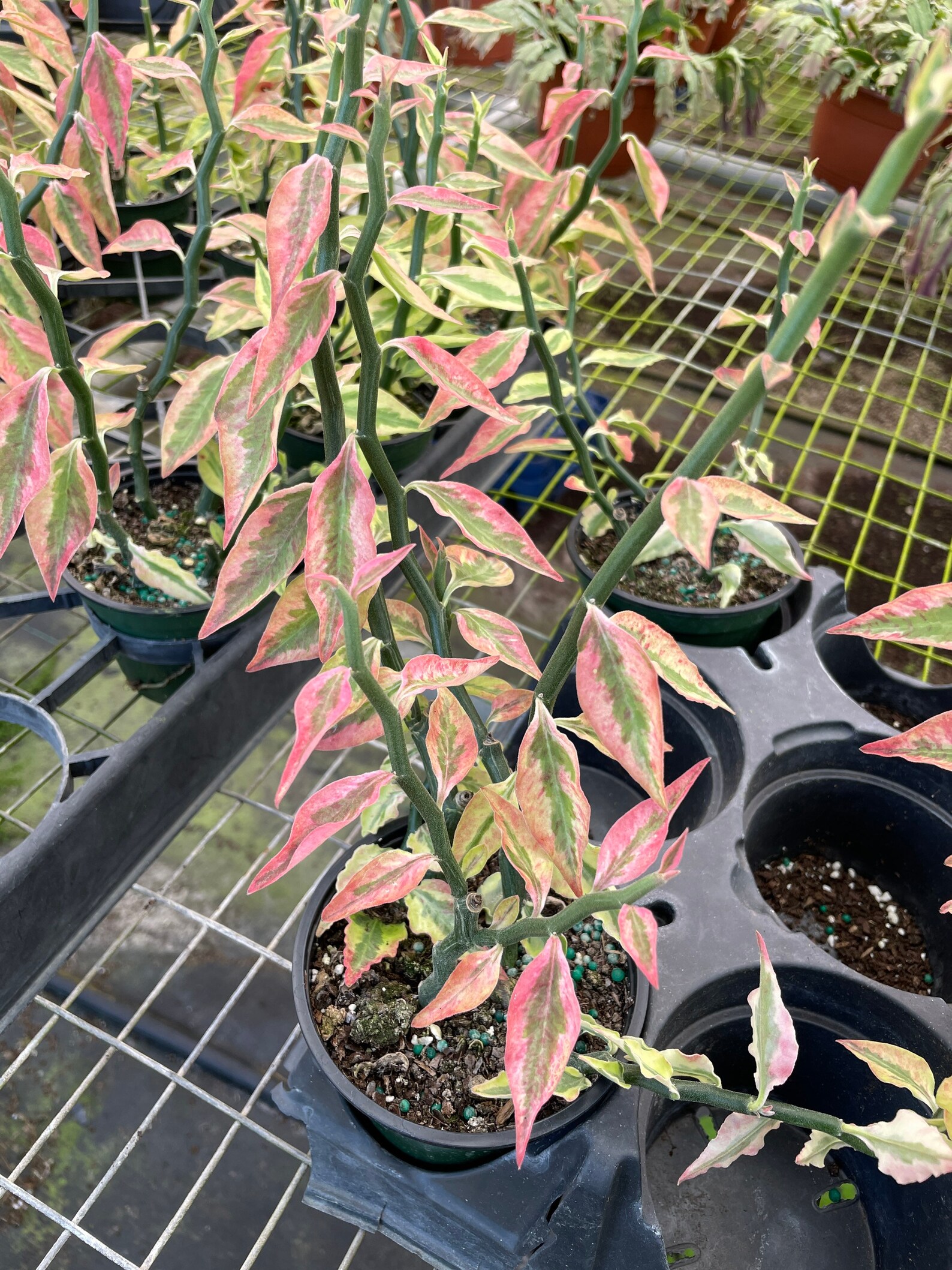 Devil’s Backbone Variegated Cuttings (3 Pc) - Etsy