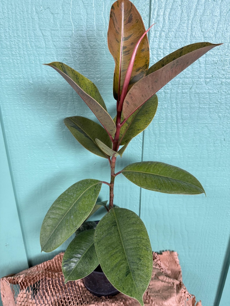 Ficus Shivereana Moonshine 8” Bare Root - Etsy