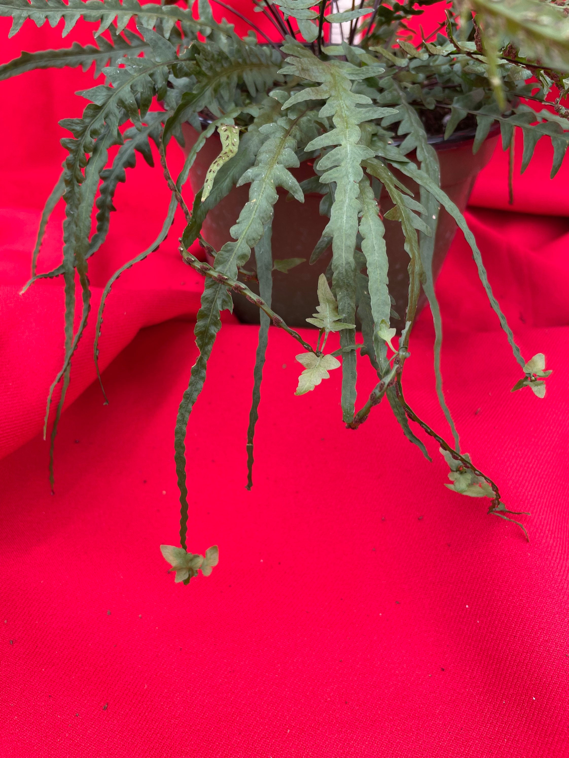 Dragon Tail Fern Asplenium Ebenoides | Etsy